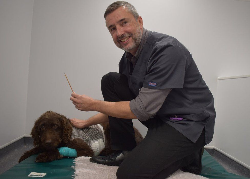 Dog survives for five months with kebab stick in chest - BBC News