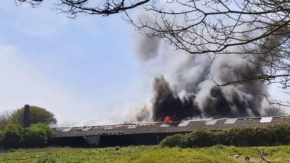 Nearly 50 animals killed in Guernsey barn fire - BBC News