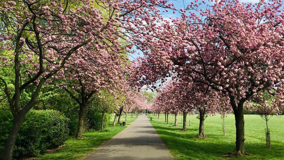 Stunning displays as blossom season begins - BBC Weather