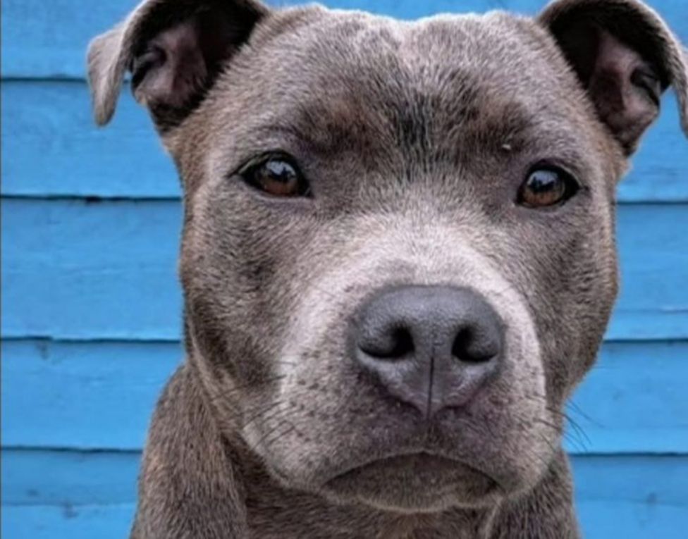 Poole couple attacked by youths while walking dog - BBC News