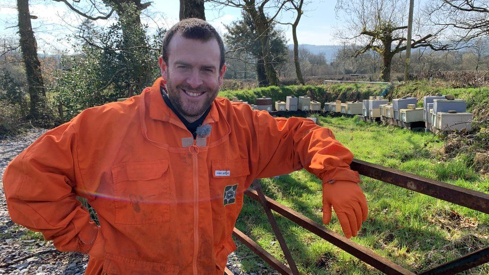 Ai mêl a dant y llew ydy'r allwedd i achub bywydau? - BBC Cymru Fyw