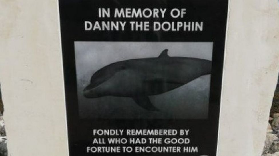 Memorial to Danny the dolphin unveiled on Portland Marina - BBC News