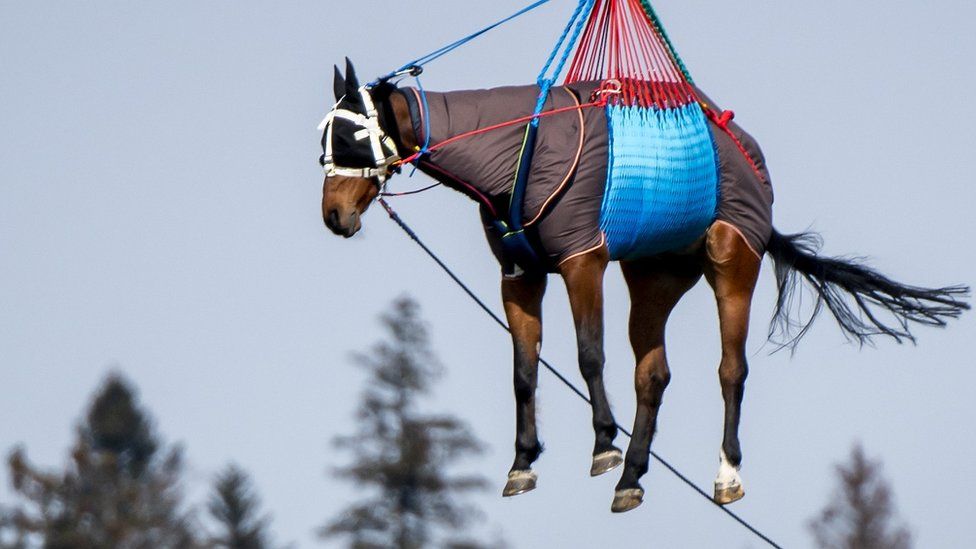 Swiss army airlift horses to test way of helping injured animals - BBC ...