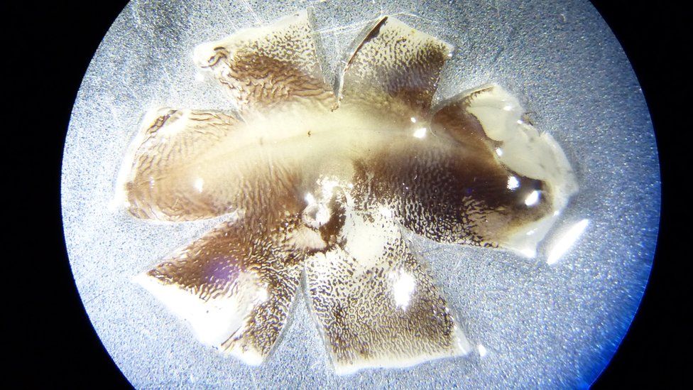 Crocodile eyes are fine-tuned for lurking - BBC News