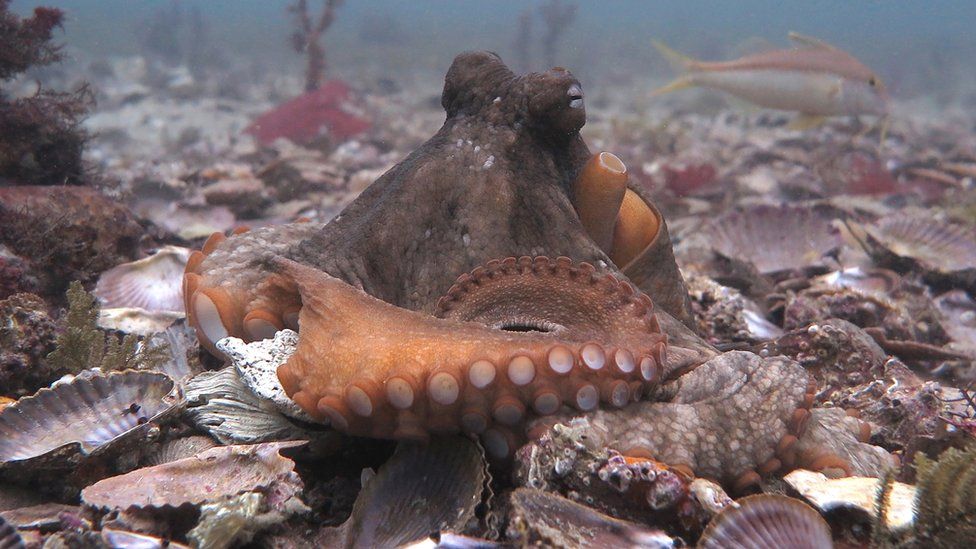 Fighting octopuses 'change colour to signal intent' - BBC News