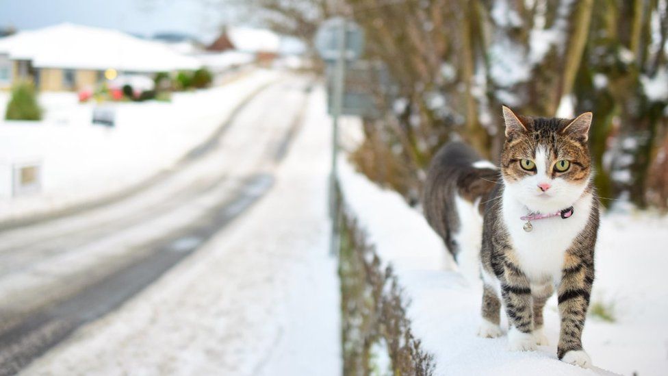 Top five 'animals in weather' - BBC Weather