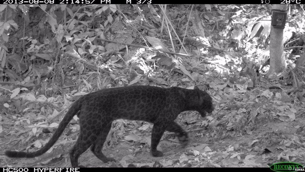 Black leopards' hidden spots revealed by scientists - BBC Newsround