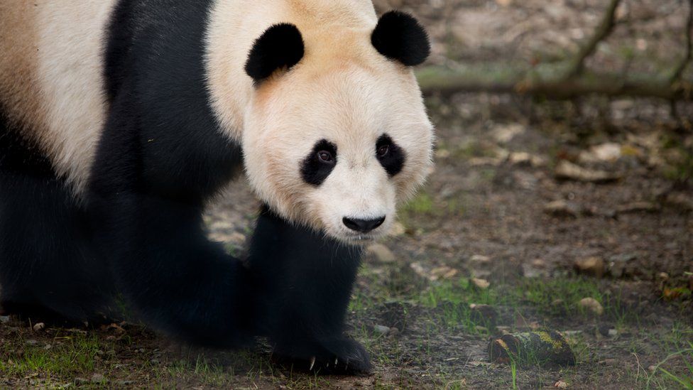 Giant panda Yang Guang given electric fence shock at Edinburgh Zoo ...