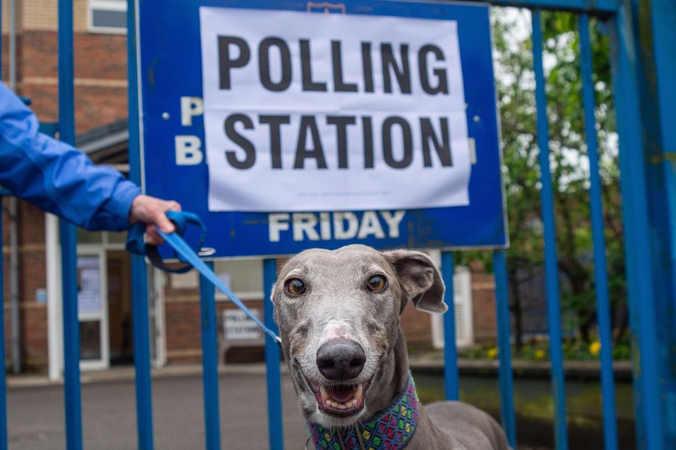 Local elections 2024: Dogs at polling stations - BBC News