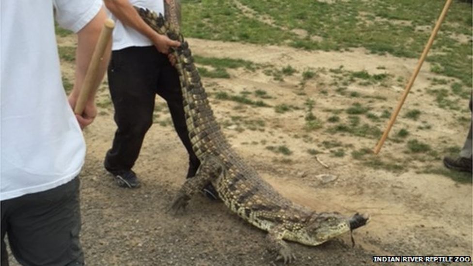 Dozens of full-grown crocodiles rescued from Toronto home - BBC News