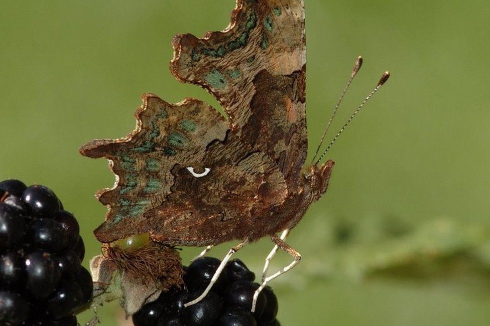 'Extraordinary' comma butterfly colonises Scotland - BBC News