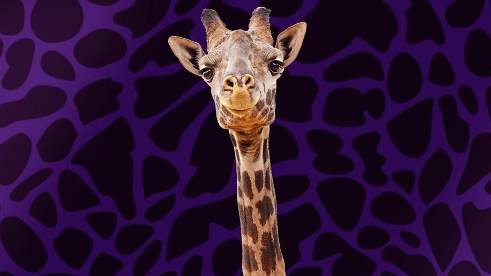 World Giraffe Day: Seven top facts about the world's tallest animal ...