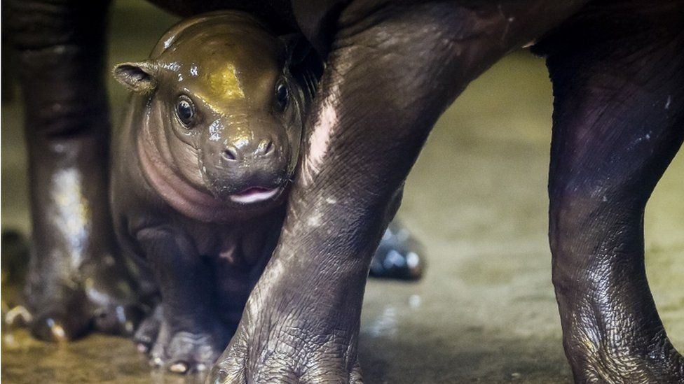 Endangered pygmy hippo born at Bristol Zoo - BBC News