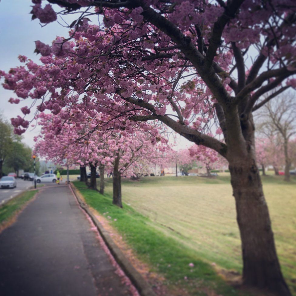 Pretty in pink: Scotland's cherry blossom explosion - BBC News