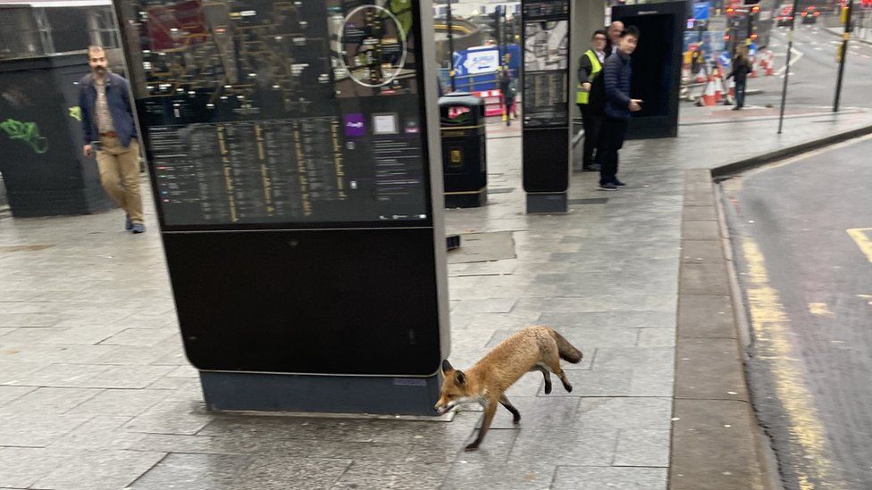 Fox trots past surprised Birmingham city centre commuters - BBC News