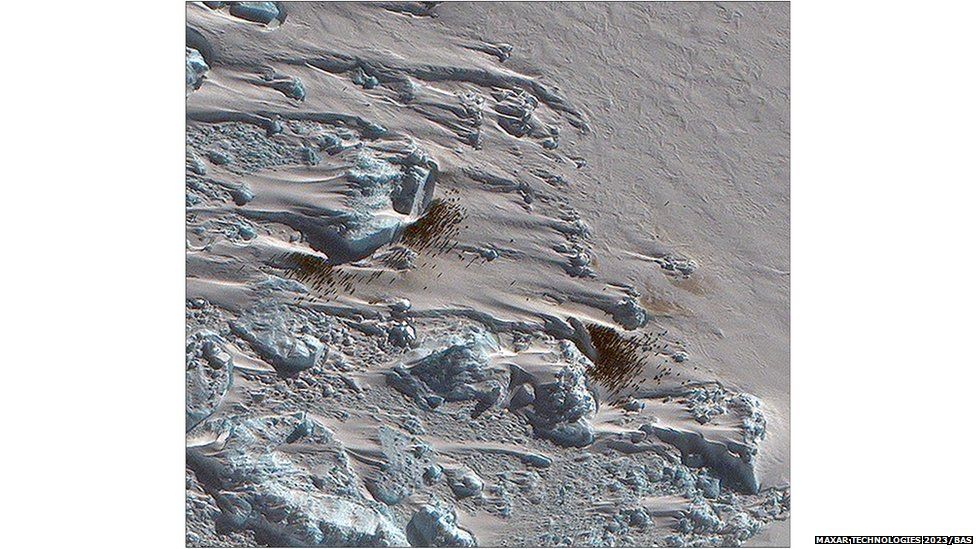 Emperor penguins: New colony found after satellite images spot their ...