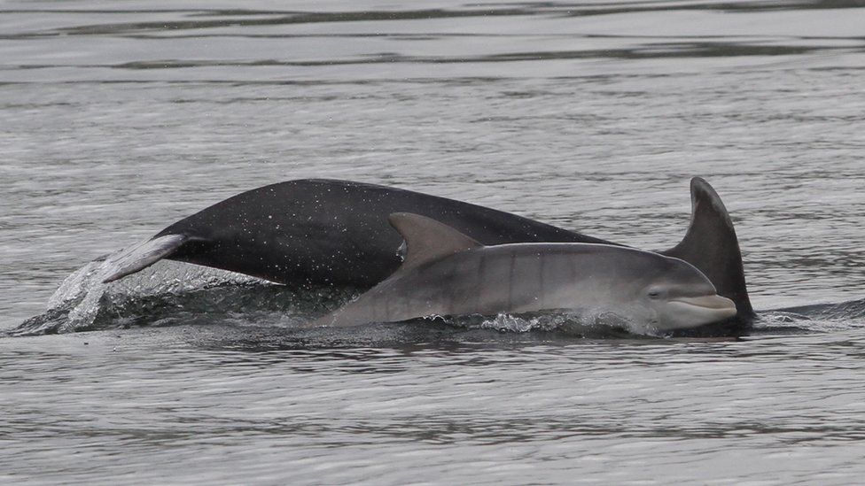 Photographs show healing of sunburned dolphin Spirtle - BBC News