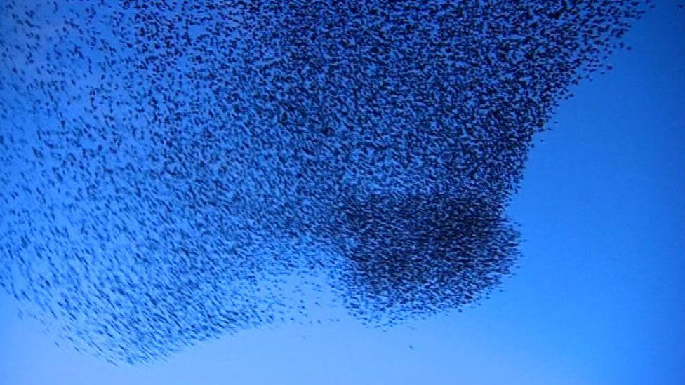 Mysteries of murmuration revealed thanks to you - BBC News