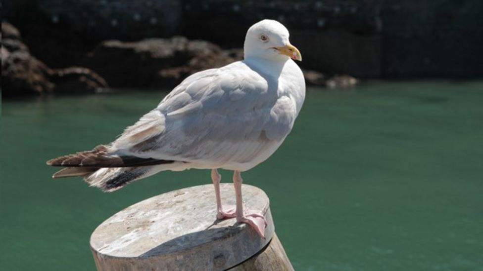 Gloucester's urban gull population has risen 'inexorably' - council ...