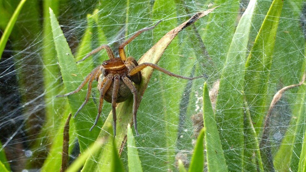 Rare Fen raft spider population boosted in Norfolk - BBC News
