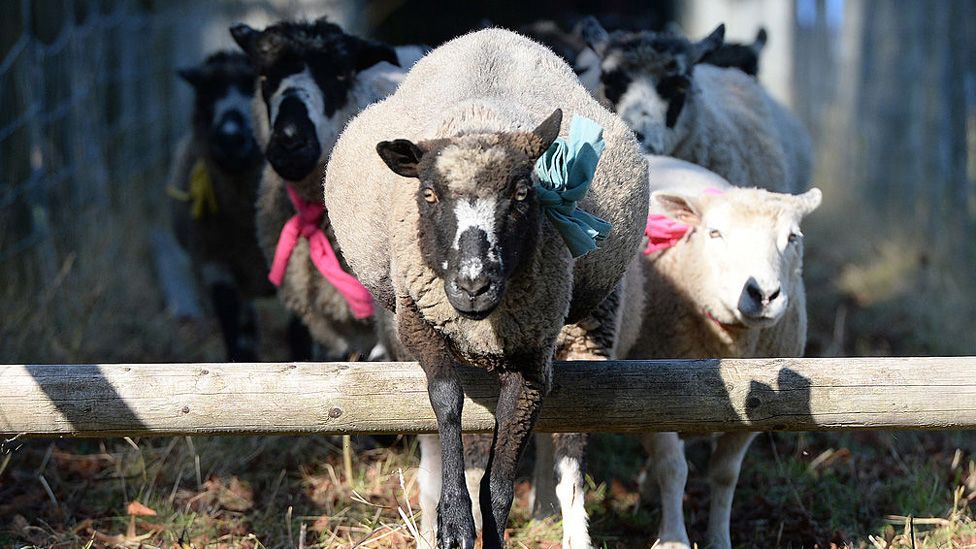Campaigners call for North Yorkshire sheep race ban - BBC News