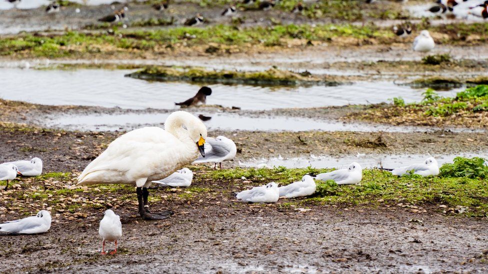 Bewick's swans complete journey to Slimbridge nature reserve - BBC News