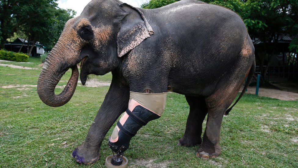Mosha the Thai elephant maimed by mine gets prosthetic leg - BBC News