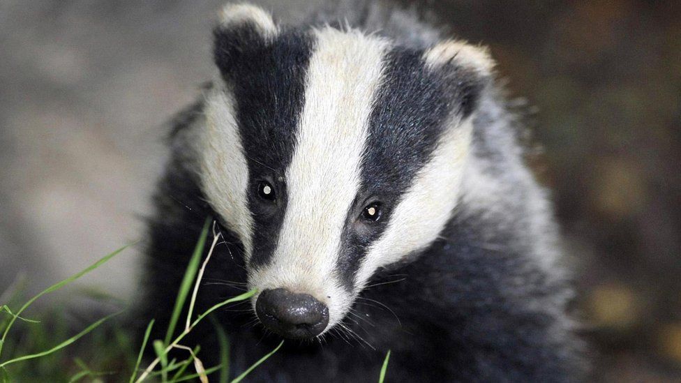 Lincolnshire badgers to be moved after damaging river flood defences ...