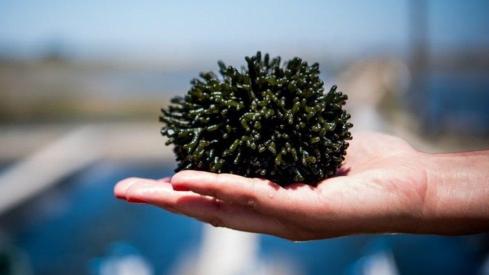 New contract for Isle of Wight Ventnor seaweed removal - BBC News