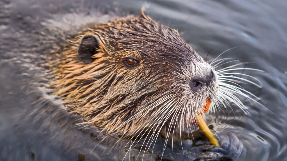 Beaver family complete move from Tayside to Loch Lomond - BBC News