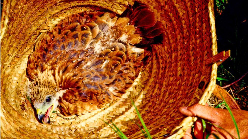 One of the first red kites released into Thames Valley dies - BBC News