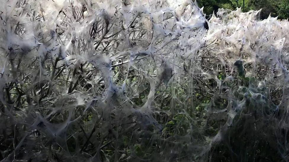 Huge caterpillar web blankets Yorkshire hedgerow - BBC News