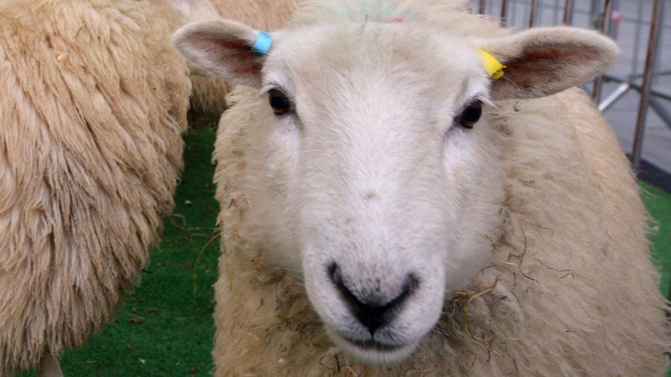 Chernobyl sheep movement restrictions 'unnecessary' - BBC News