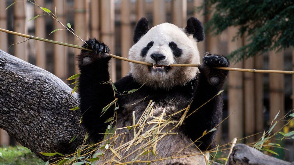 Why it's two thumbs up for giant panda evolution! - BBC Newsround