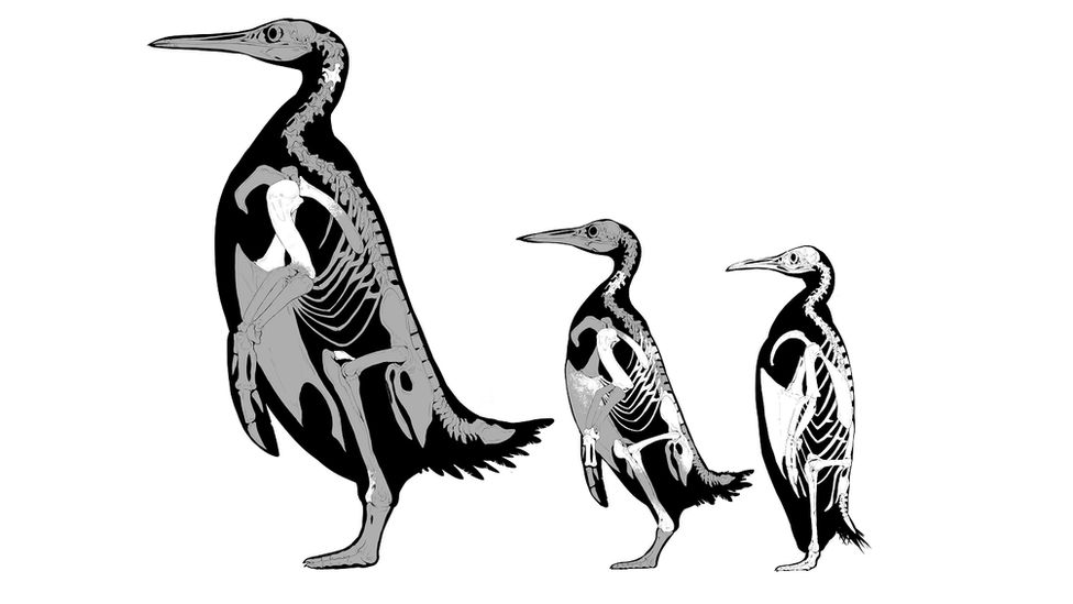 Penguins: Largest known ancient species discovered in New Zealand - BBC ...