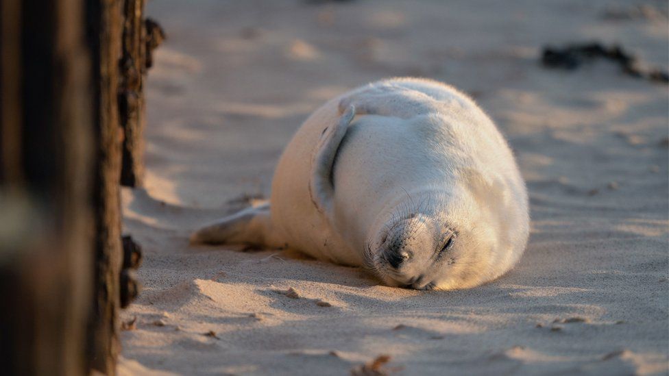 Baby seal numbers nearly double in Norfolk - BBC Newsround