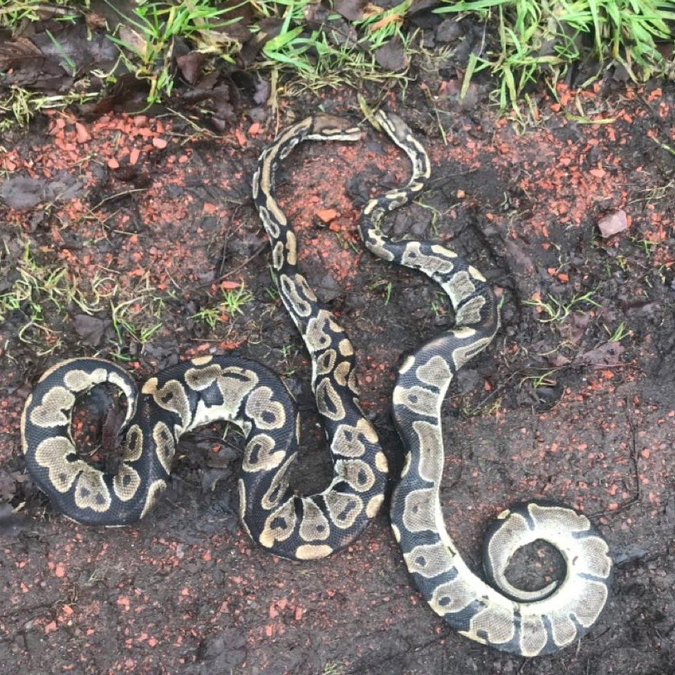 Three pythons and cat found dead in South Lanarkshire woods - BBC News