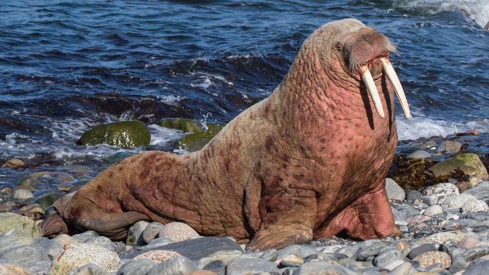 Arctic walrus Wally turns up in Wick - BBC News