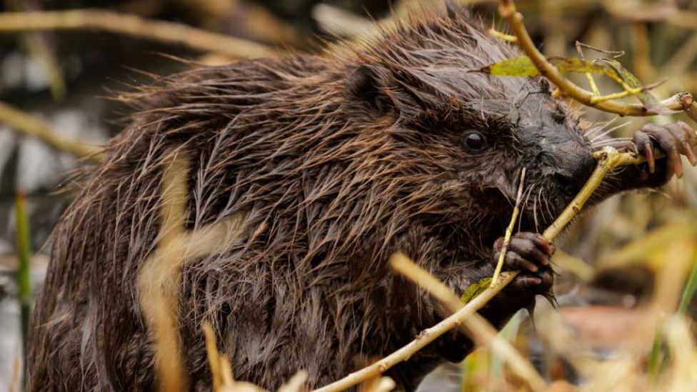 Farmers raise concerns over Cairngorms beaver plan - BBC News