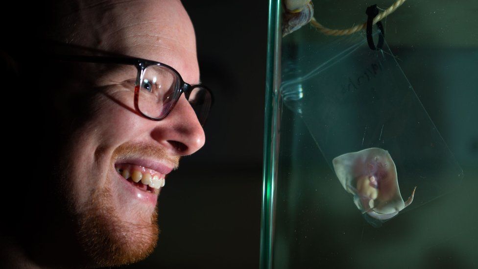 Baby ray grown in sandwich bag at Aberdeenshire aquarium - BBC News