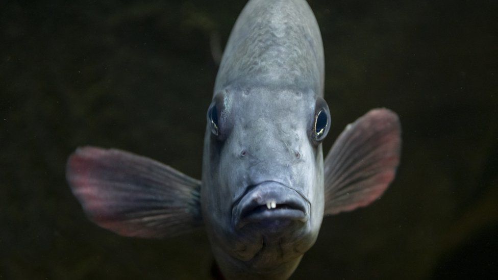 UK's first aquarium for extinct-in-the-wild freshwater fish opens today ...