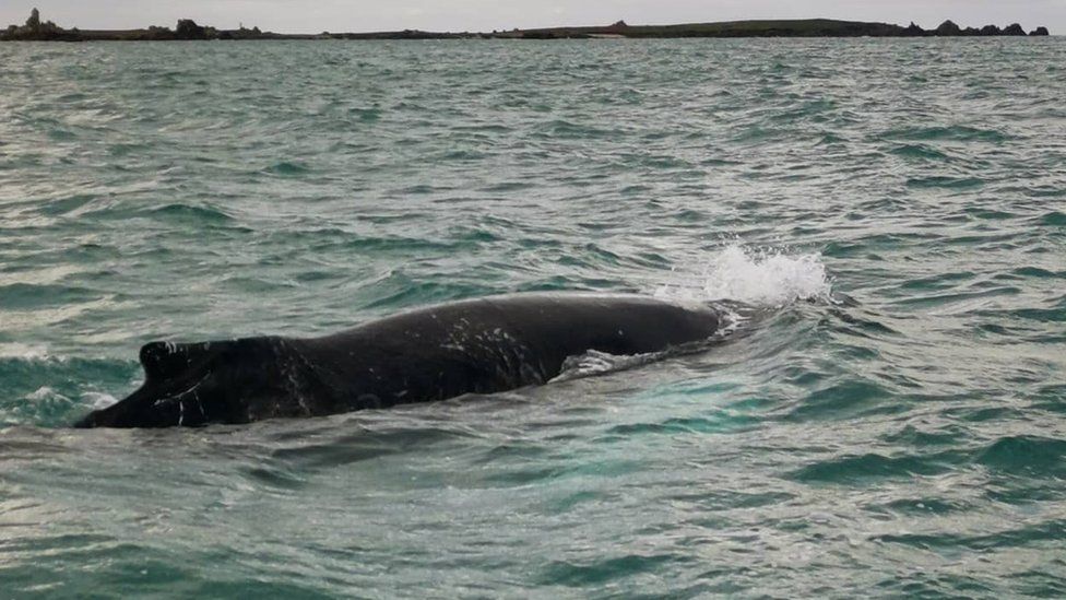Pi the whale is Christmas treat for Scilly islanders - BBC News
