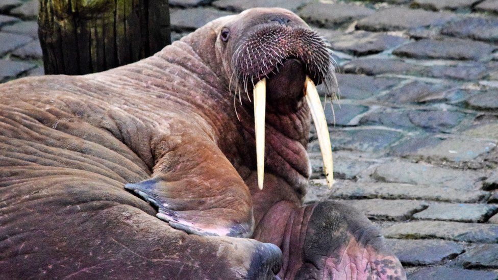 Thor the walrus spotted in Iceland after leaving UK - BBC News