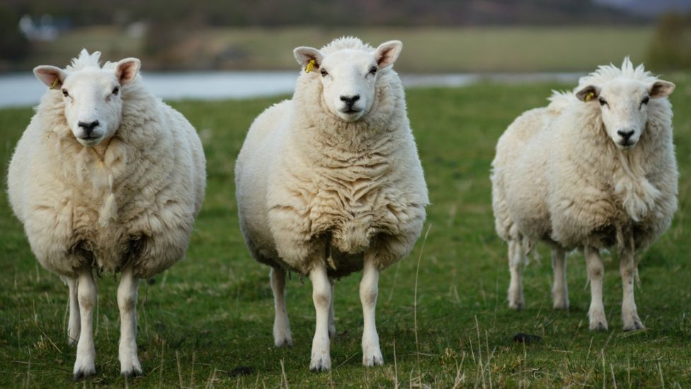 Yorkshire Wildlife Trust issues sheep warning for dog owners - BBC News