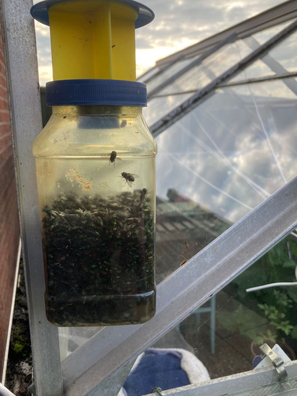 Swarms of flies plague homes in village for years - BBC News