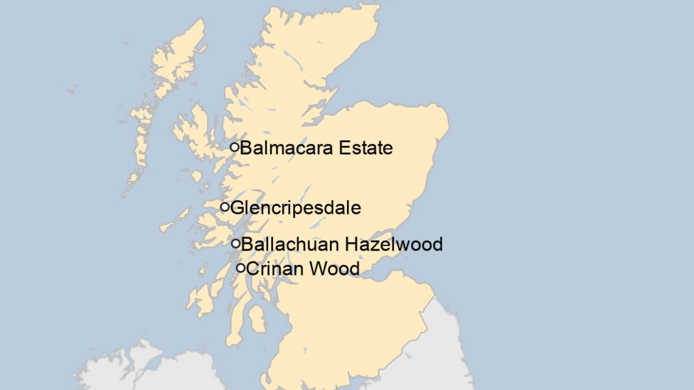 New post created to help save Scotland's rainforest - BBC News