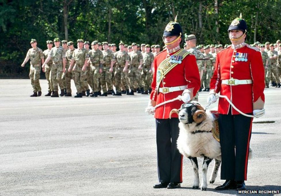 Army sheep Private Derby XXX promoted to Lance Corporal - BBC News