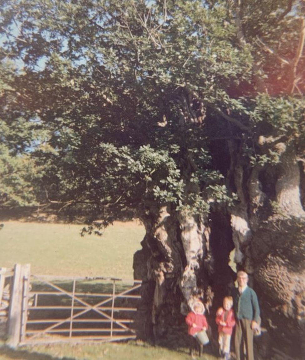 Hanes derwen Pontfadog a'n coed hynafol eraill - BBC Cymru Fyw