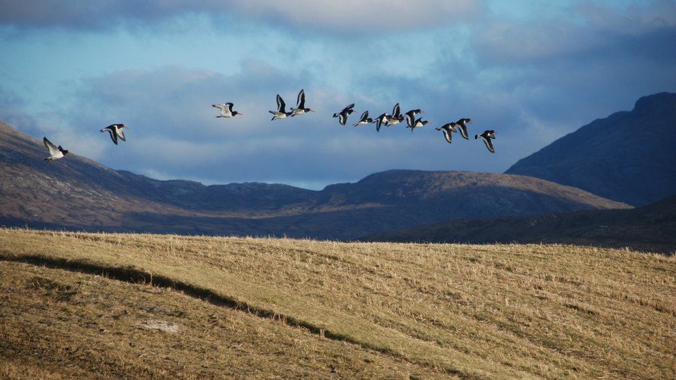 Capturing the unique rhythm of Scottish crofting life - BBC News