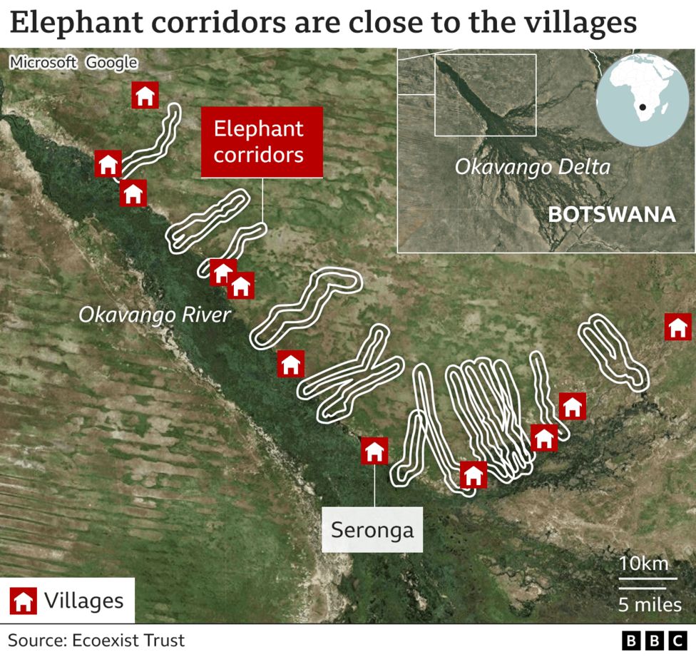 Elephant corridors: The busy trunk routes where locals take care to ...